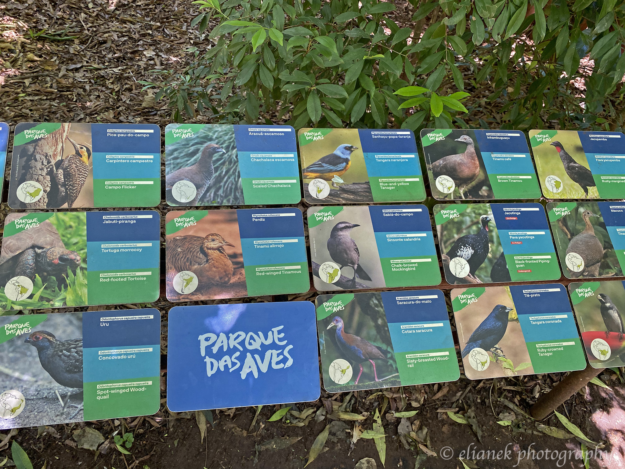 Parque das Aves Foz do Iguaçu: Vale a pena?? | Blog Viajando Sem Tedio